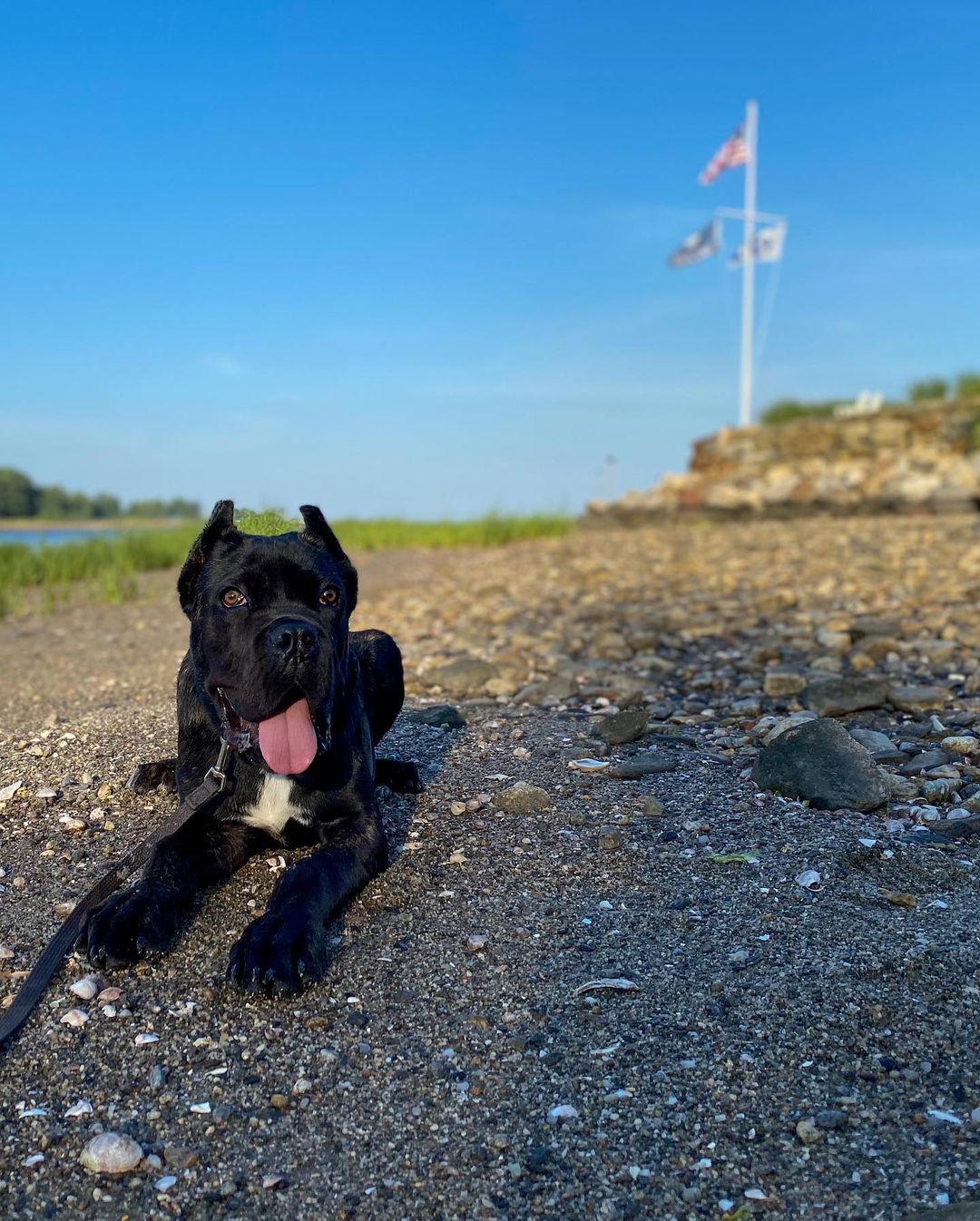 Apparel – Hope Gables Canine